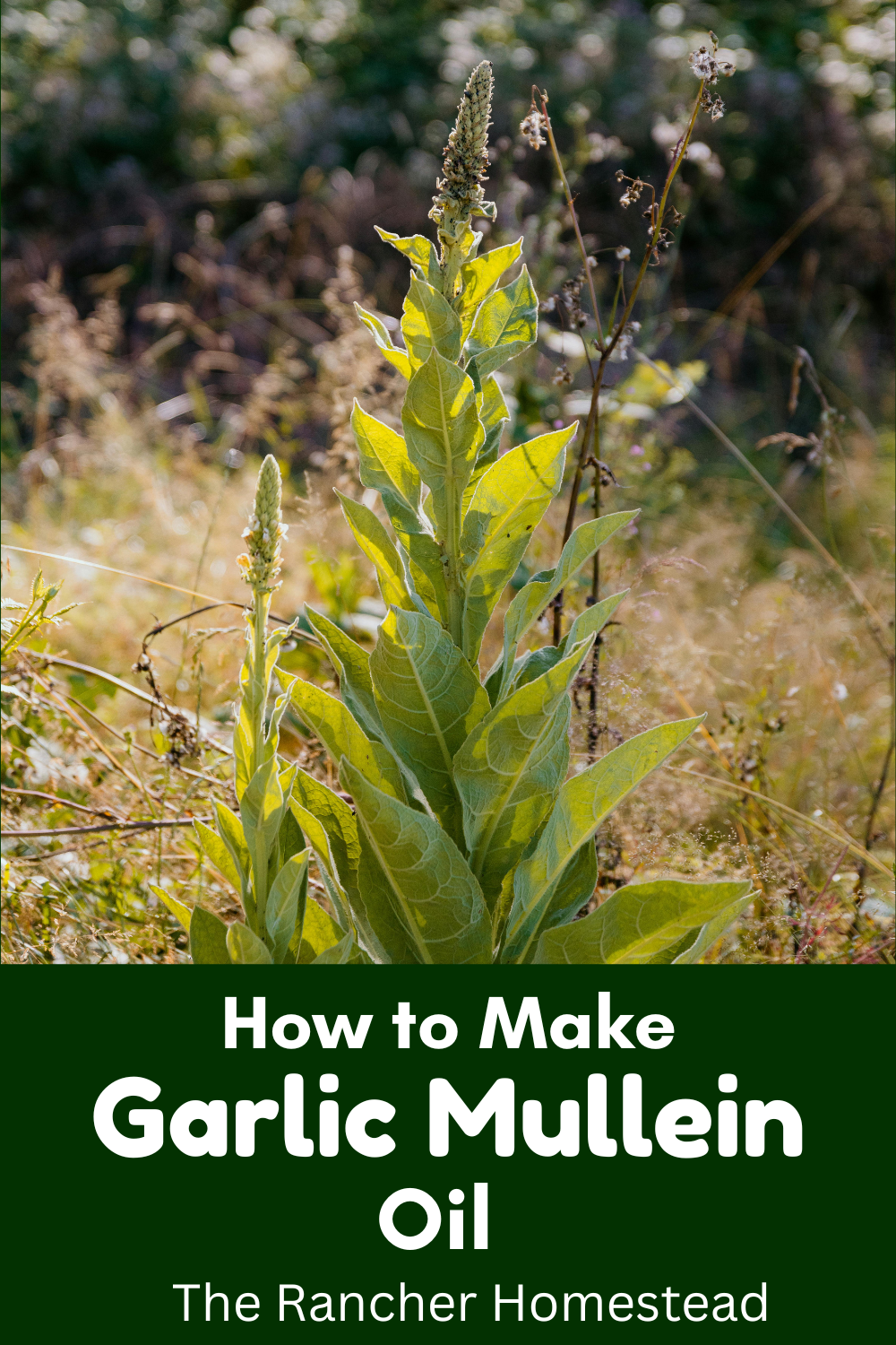 Learn How to Make Garlic Mullein Oil the Easy Way - The Ranchers Homestead
